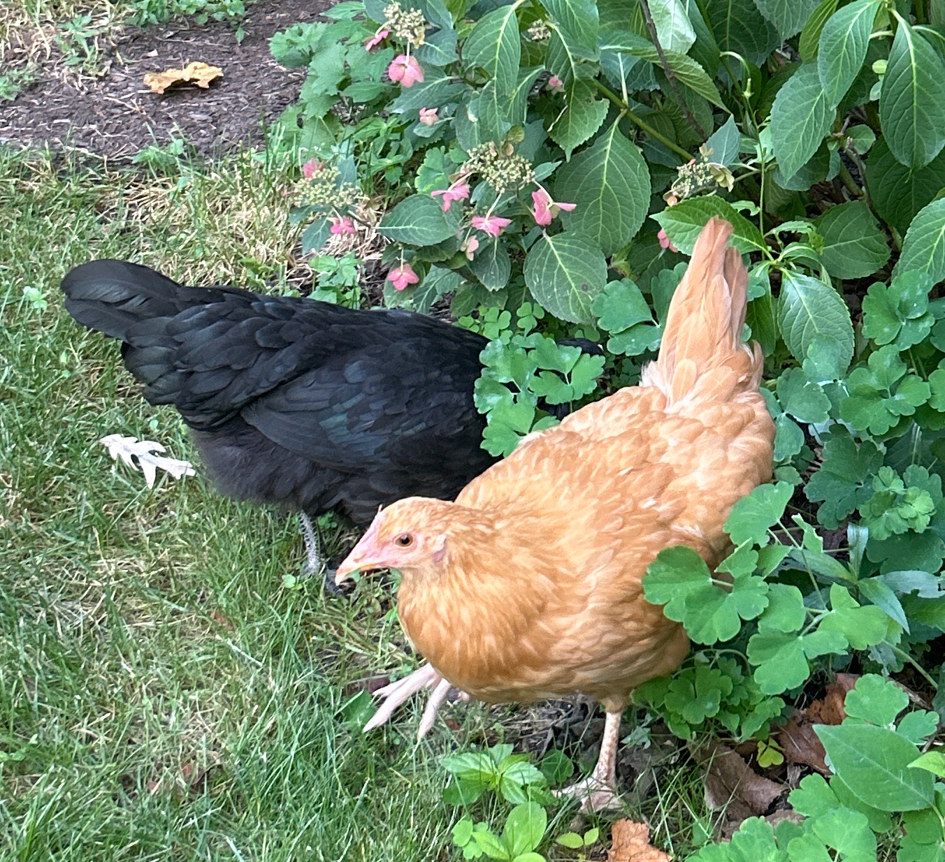 Zombie Chickens – The Wred Feather