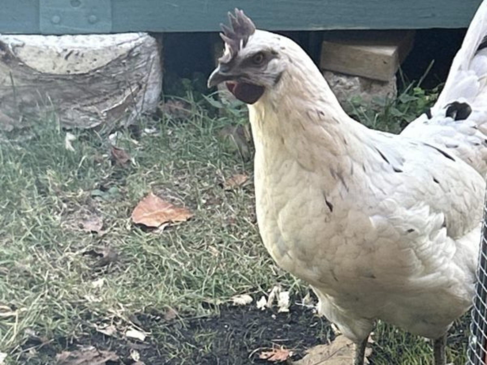 Zombie Chickens – The Wred Feather