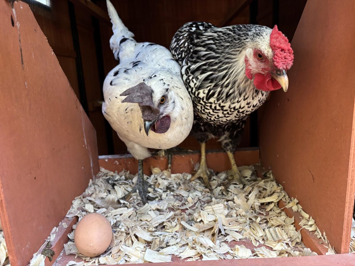 Zombie Chickens – The Wred Feather